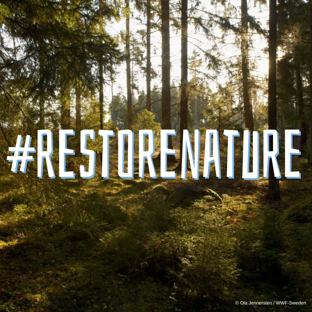 WWF - Nature Restoration Law lives to fight another day
