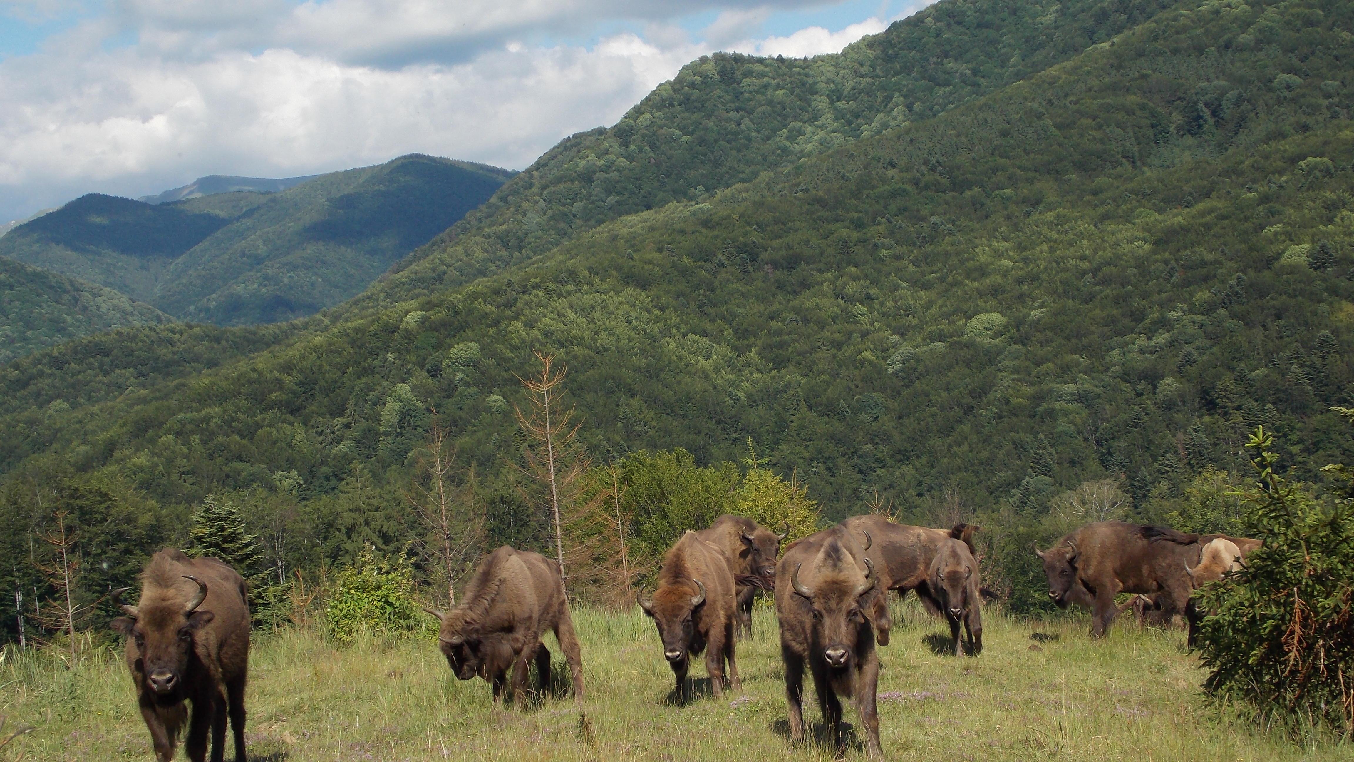 WWF - Romania